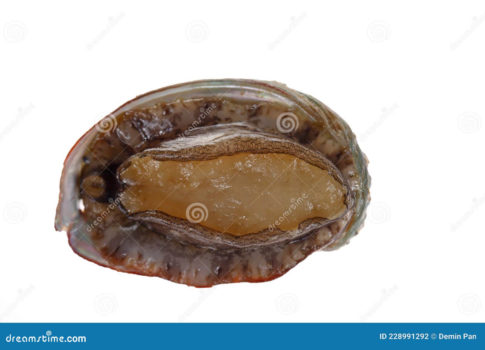 Abalone Shellfish on a White Background Stock Photo - Image of healthy ...