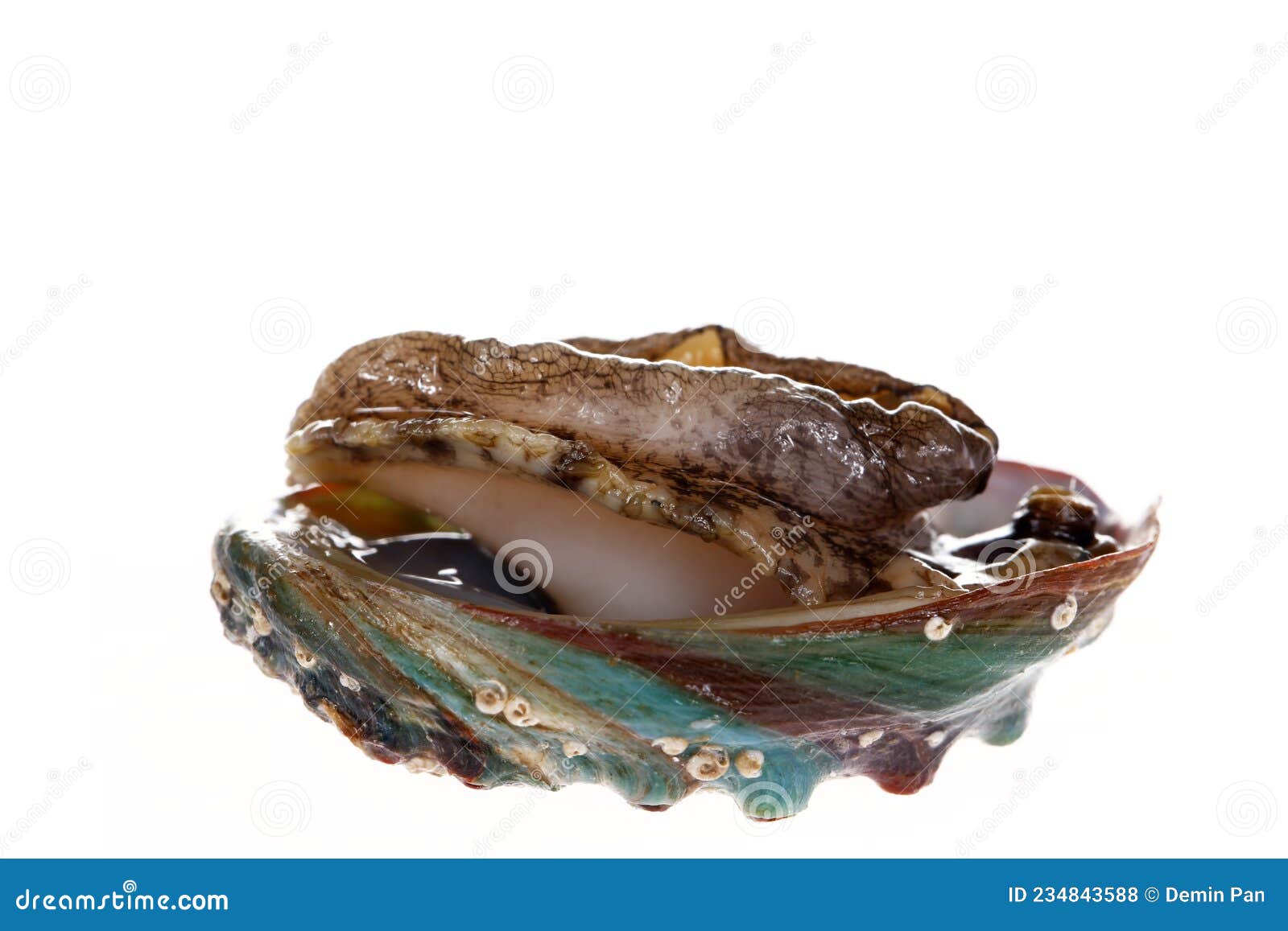 Abalone Shellfish on a White Background Stock Photo - Image of abalone ...