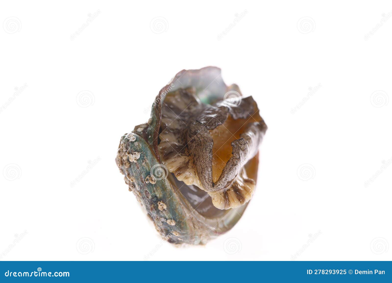 Abalone Shellfish on a White Background Stock Image - Image of ...