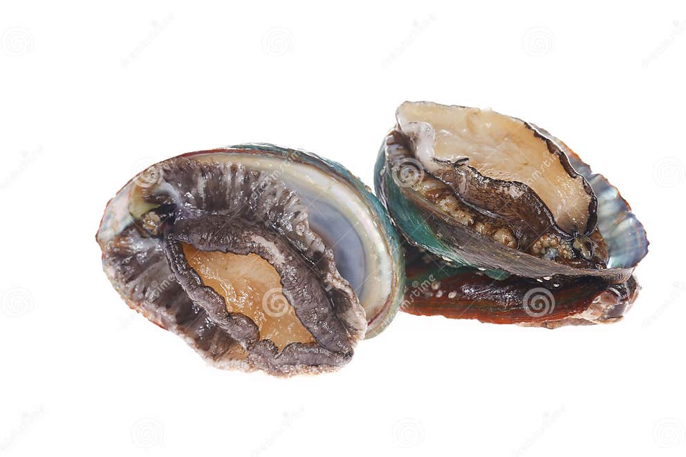 Abalone Shellfish on a White Background Stock Image - Image of ...