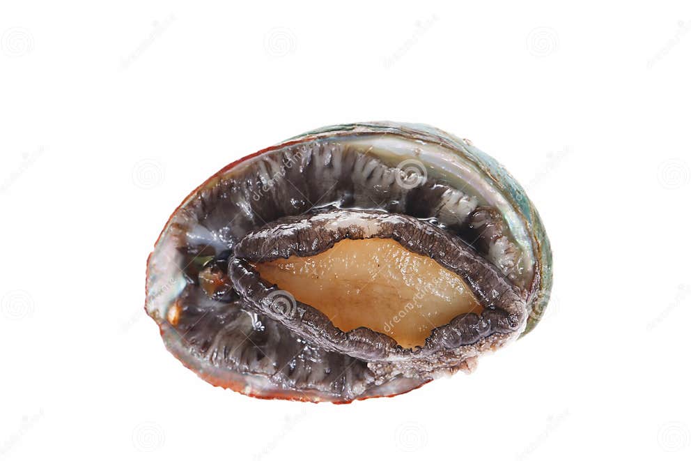 Abalone Shellfish on a White Background Stock Photo - Image of cooking ...