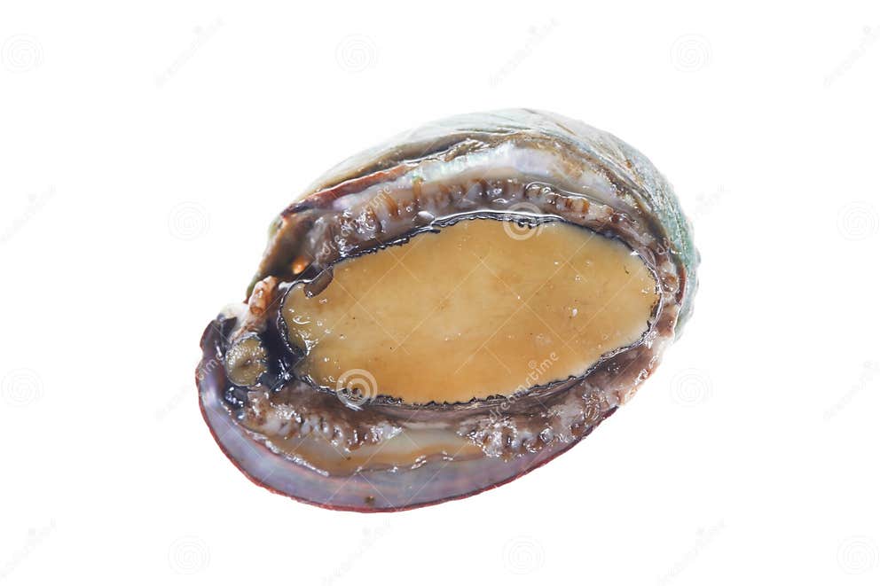 Abalone Shellfish on a White Background Stock Illustration ...