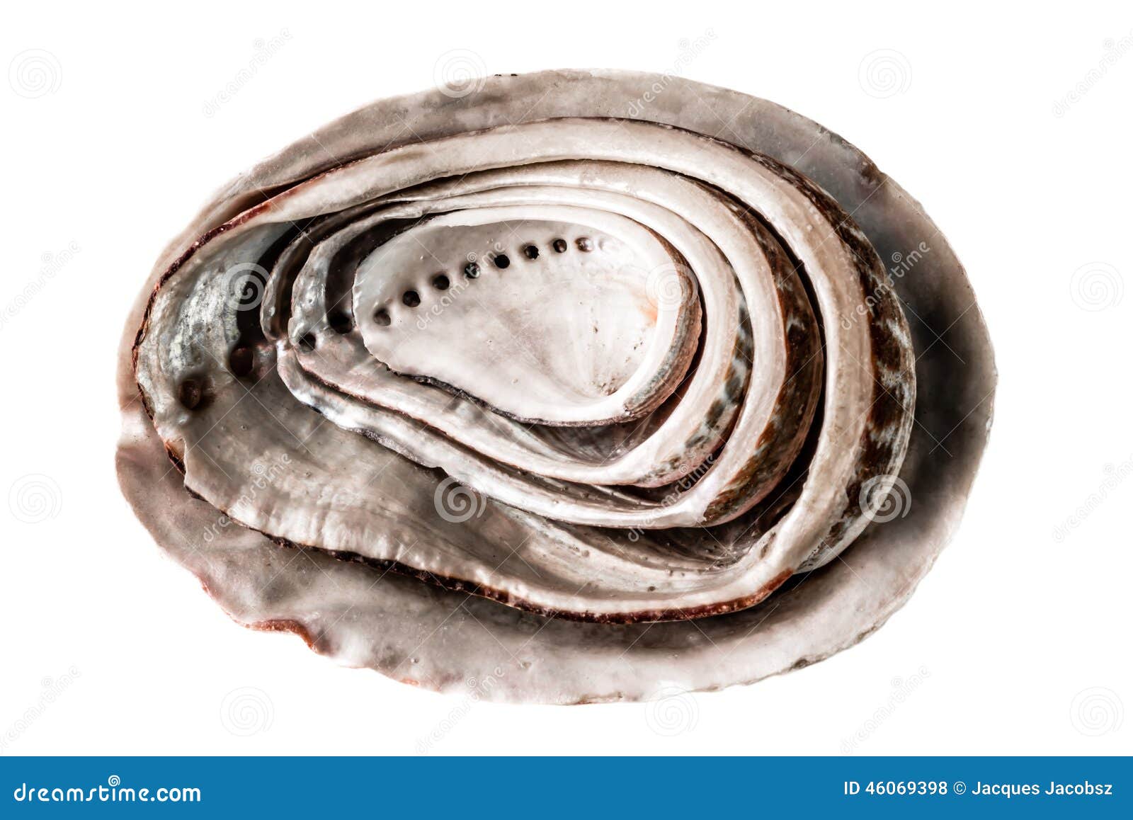 Abalone Shells Royalty-Free Stock Photo | CartoonDealer.com #65237463