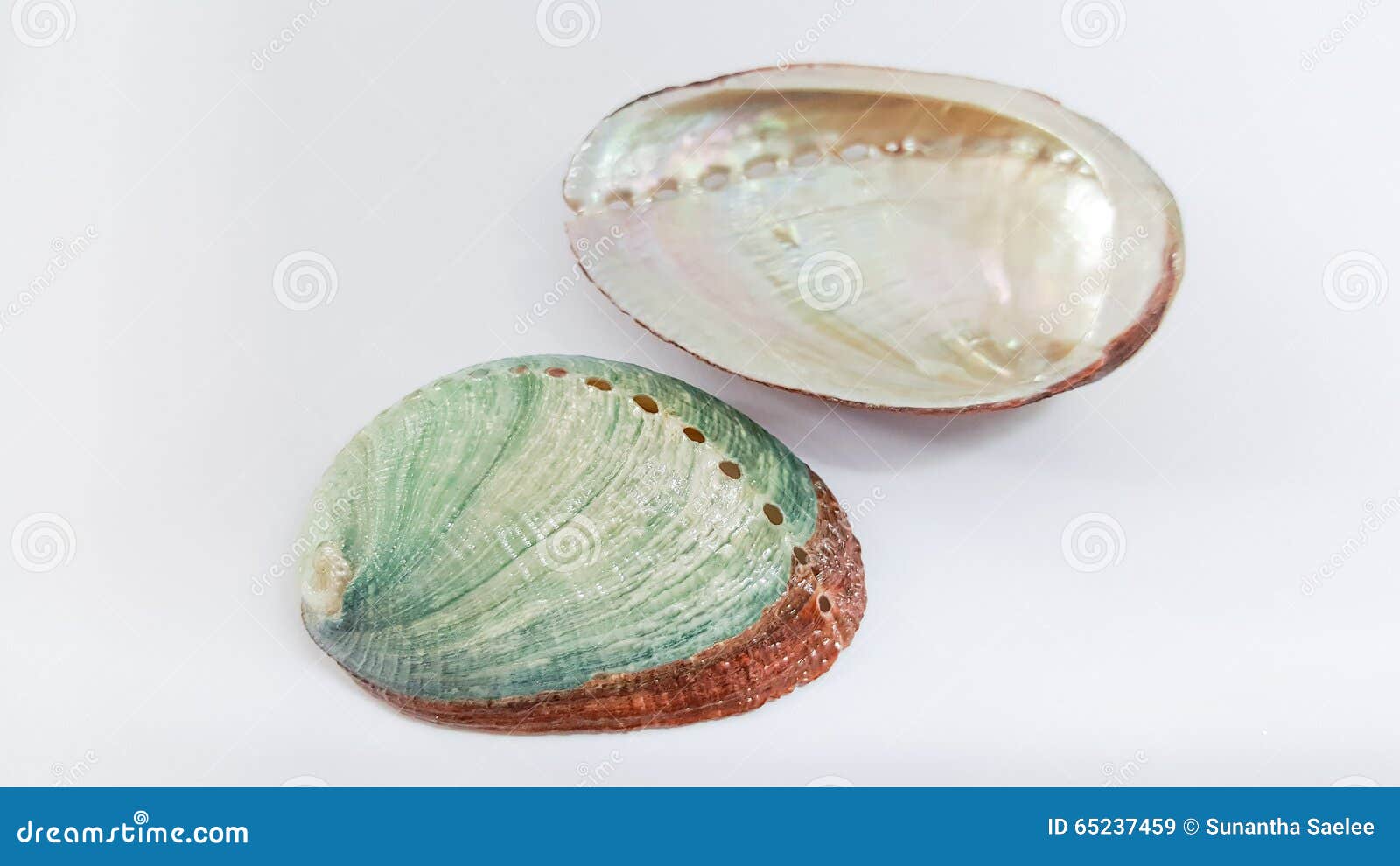 Abalone Shells Royalty-Free Stock Photo | CartoonDealer.com #65237463