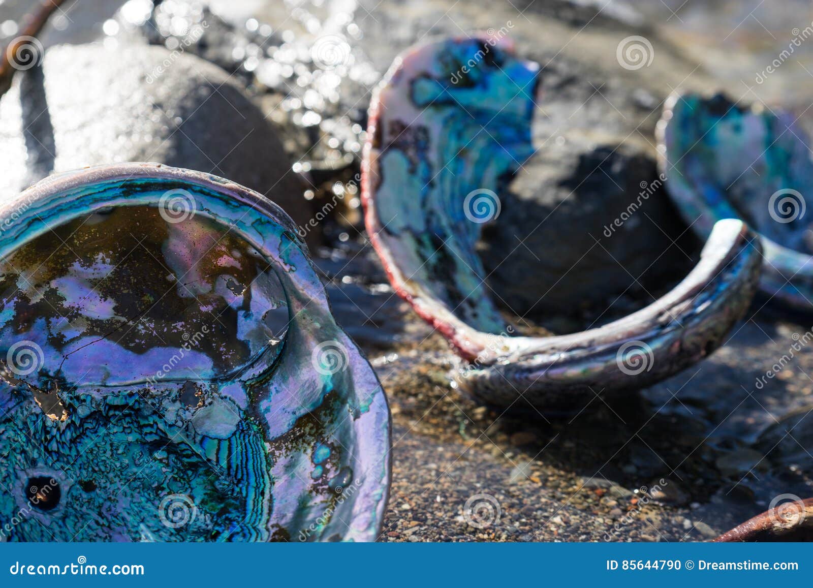 Abalone Shells on the Northern California Coast Stock Photo - Image of ...