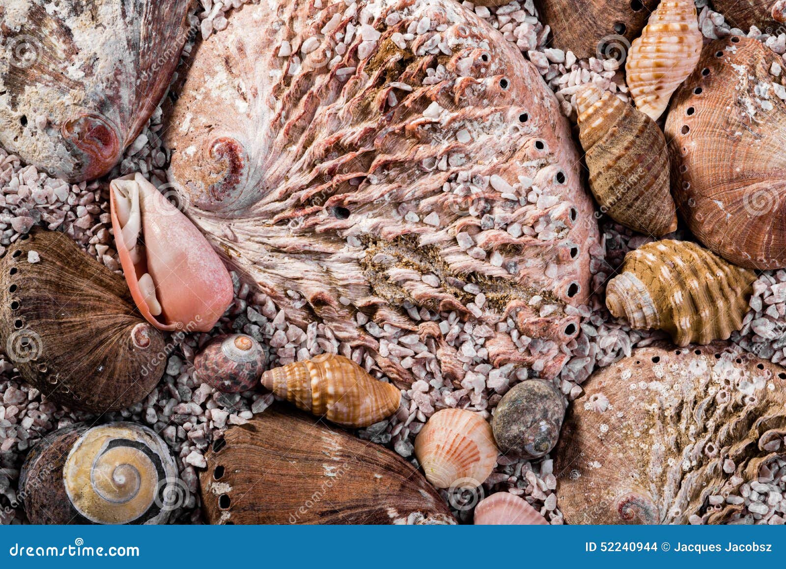 Abalone Shells and Other Shells in Coarse Seasand Stock Photo - Image ...