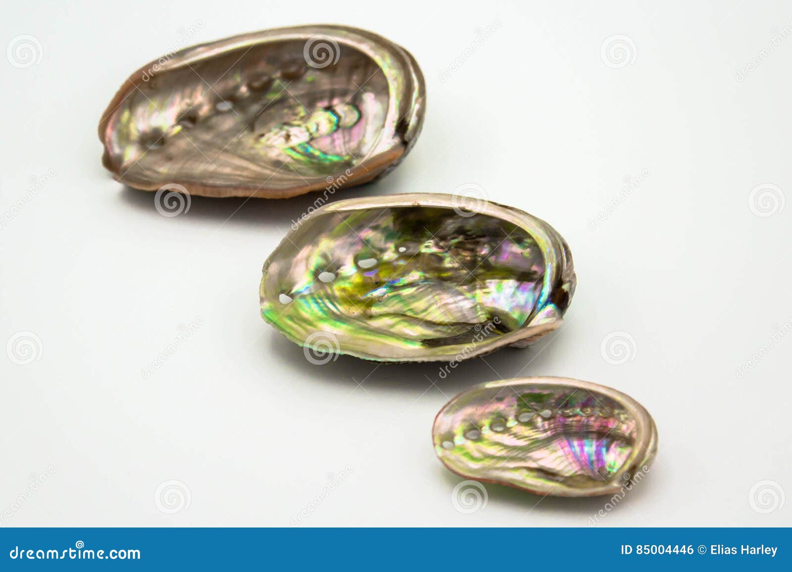 Abalone Shells Royalty-Free Stock Photo | CartoonDealer.com #65237463
