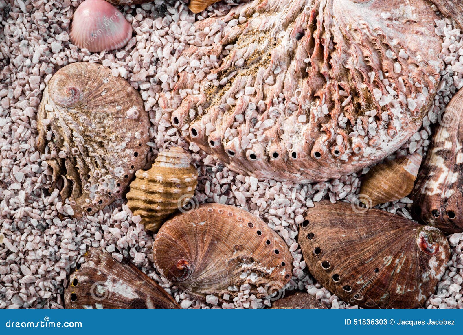 Abalone Shells stock image. Image of shells, group, urchin - 51836303