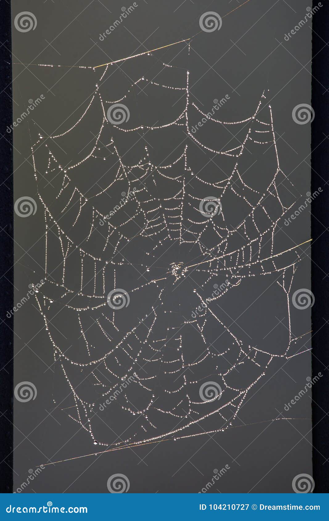 Abanded Spider Network Stock Photos - Free & Royalty-Free Stock Photos ...