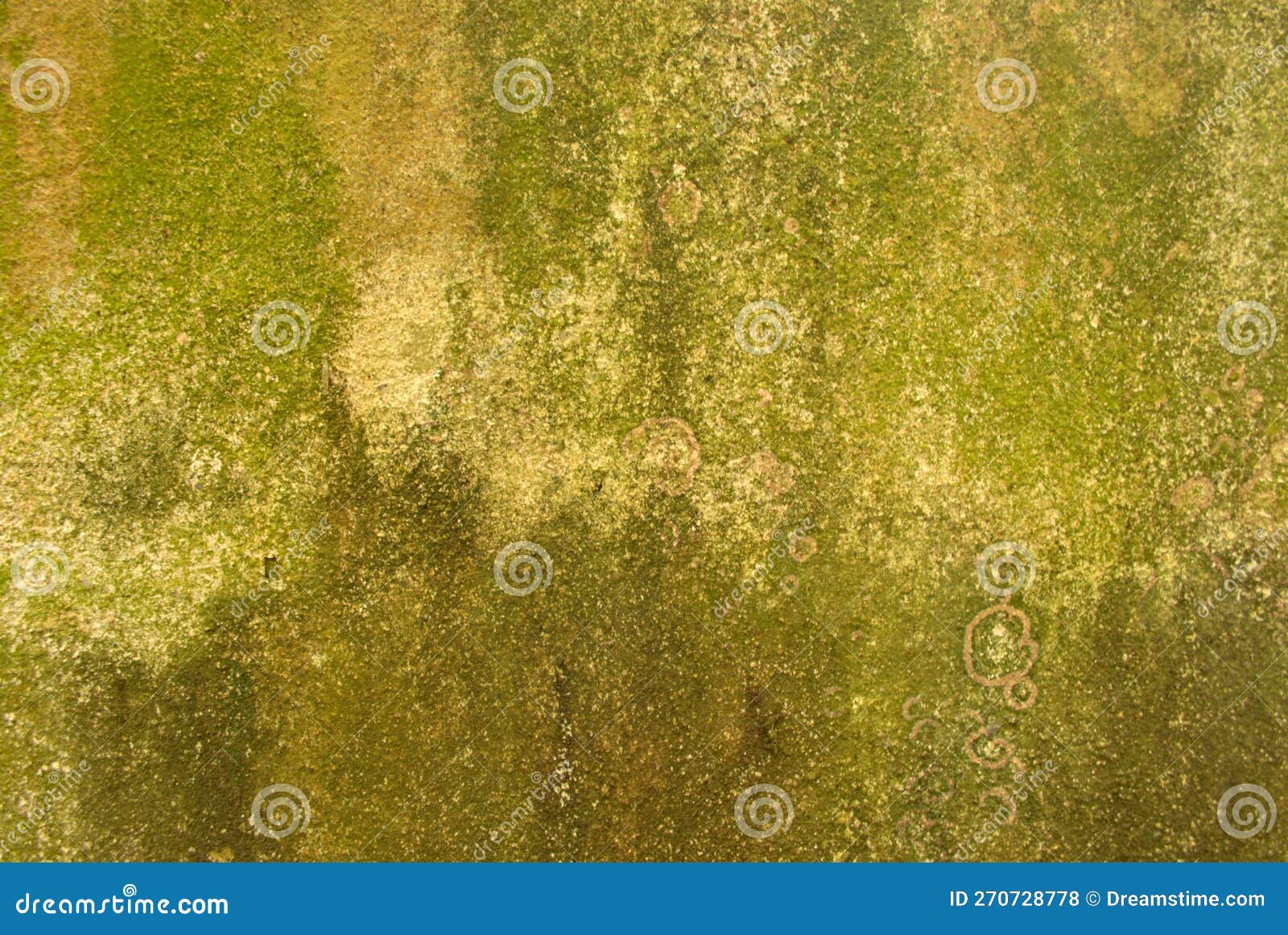 Algae Texture Royalty-Free Stock Photo | CartoonDealer.com #91819395