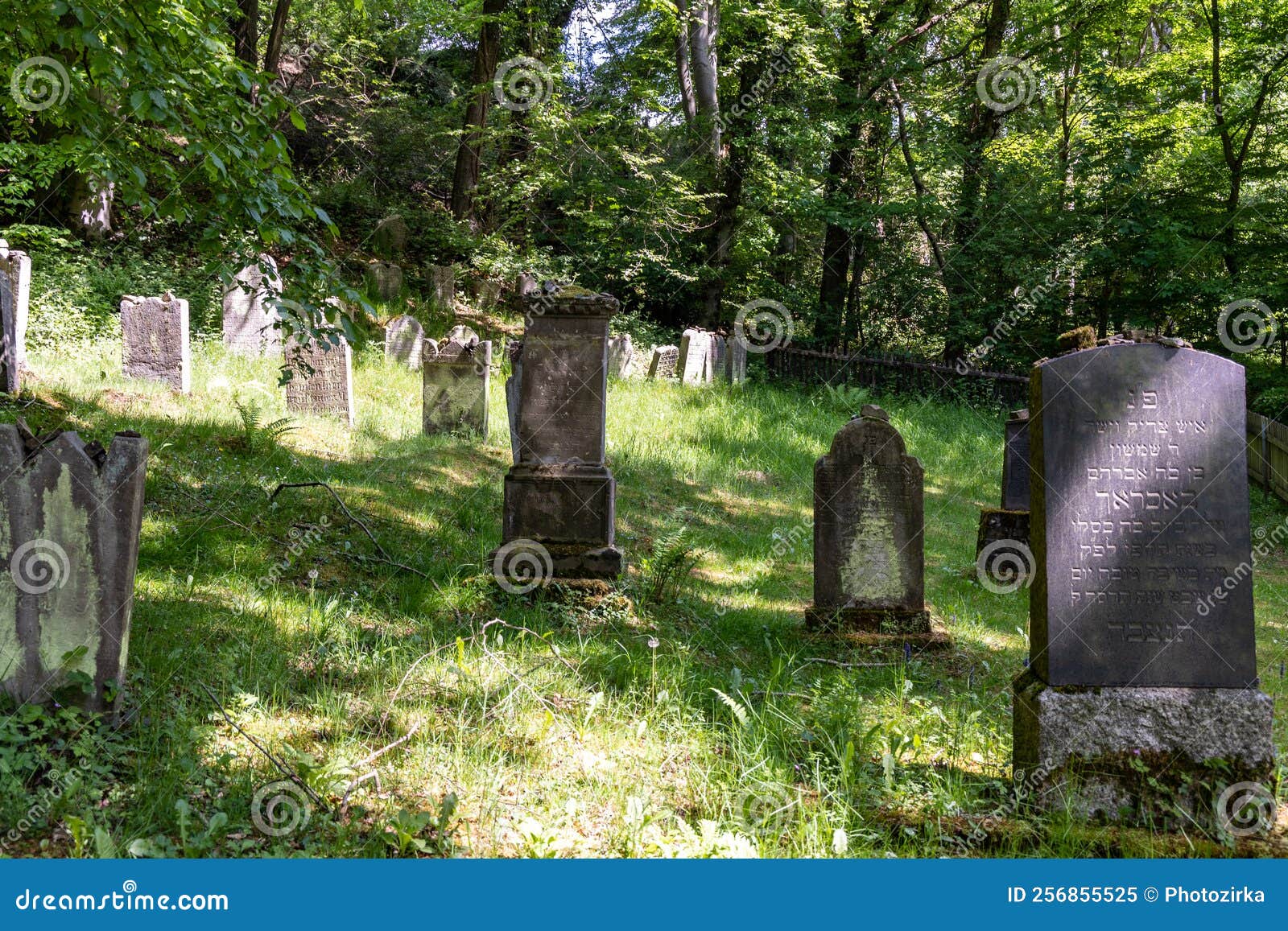 Abandoned Ancient Jewish Cemetery in the Forest Editorial Image - Image ...