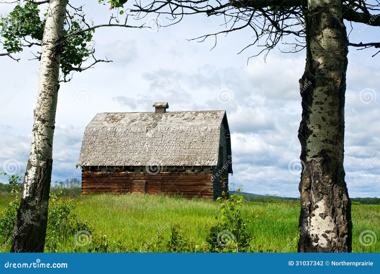 Abandoned Barn with Aspen Trees in Summer Stock Photo - Image of rustic ...