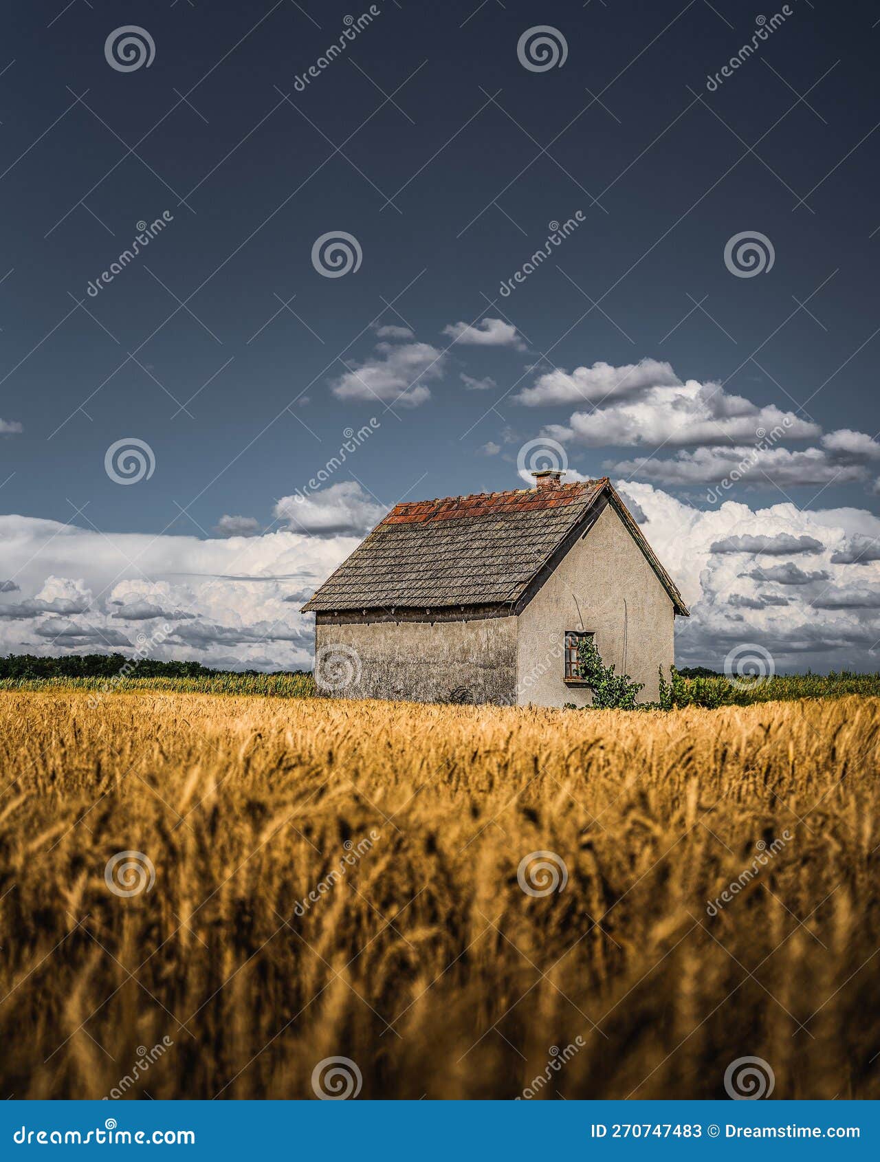 An Abandoned Barn in the Middle of a Corn Field Surrounded by Clouds ...