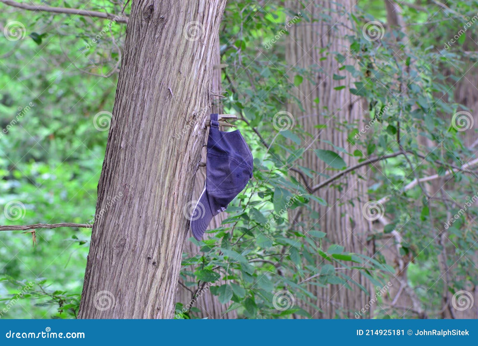 Abandoned Baseball Cap on Tree Stock Image - Image of trees, greenery ...