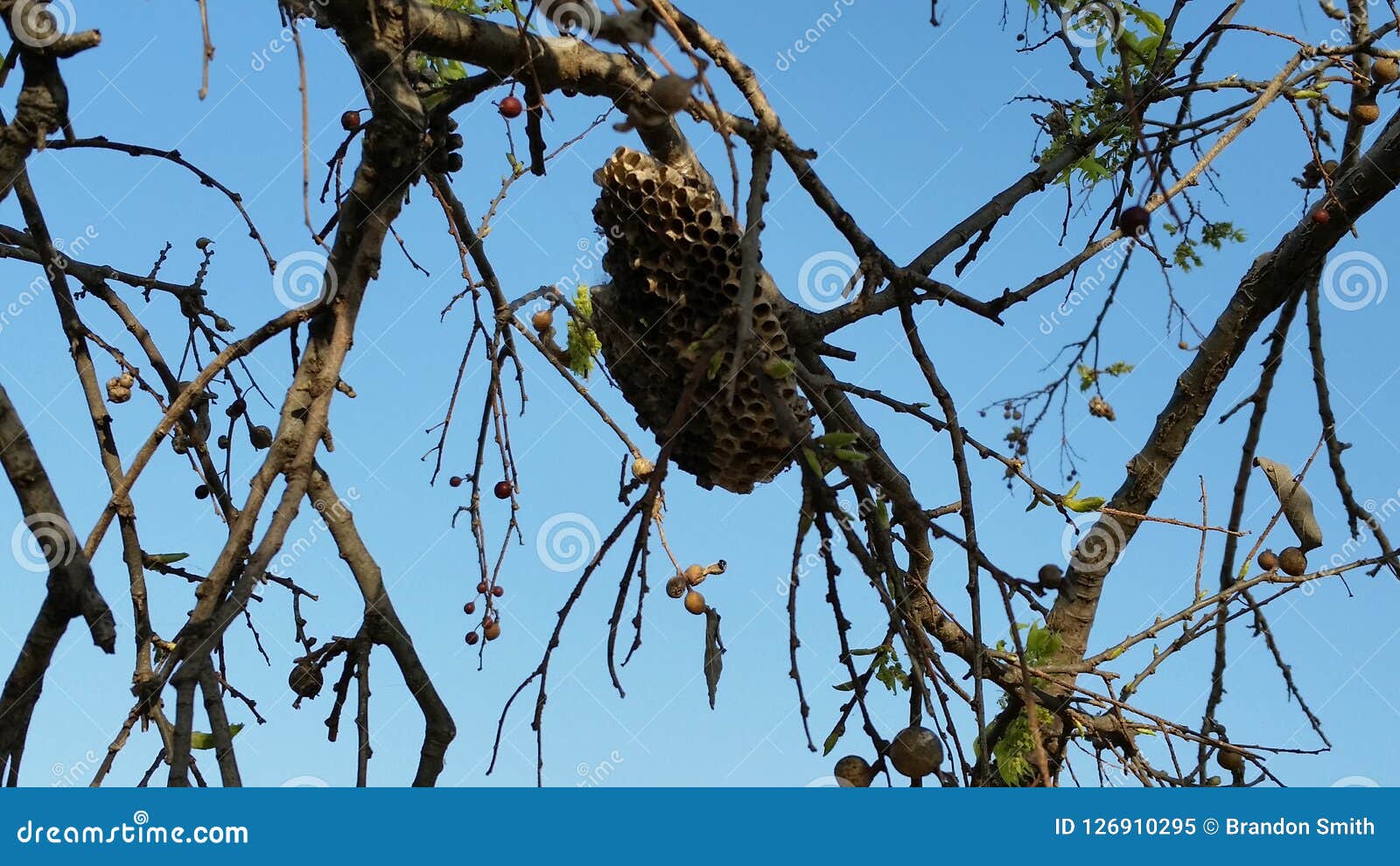 A Abandoned Bee Hive on a Tree Stock Image - Image of branch, hive ...