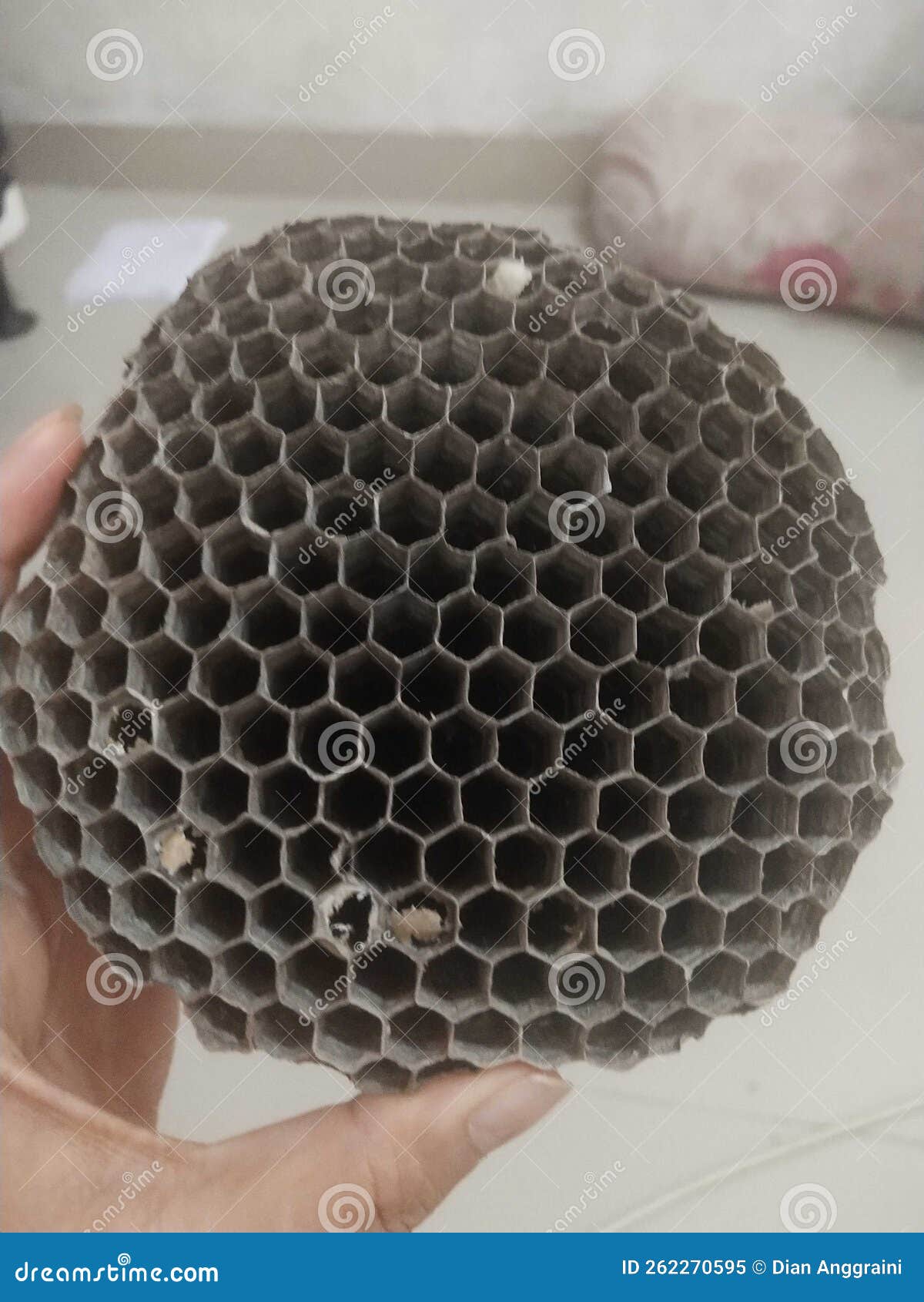 Abandoned beehive very sad stock image. Image of bumblebee - 262270595