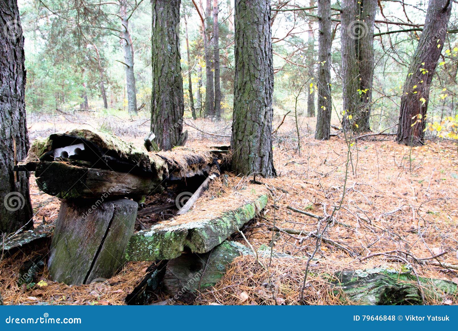 Abandoned Bench in the Forest. Stock Photo - Image of people, grass ...