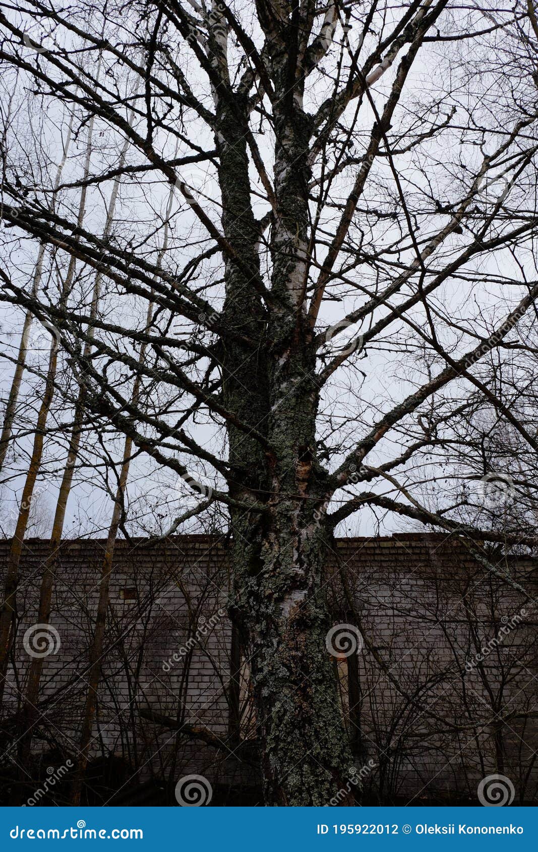 Abandoned Brick Buildings among Trees in the Chernobyl Radiation ...