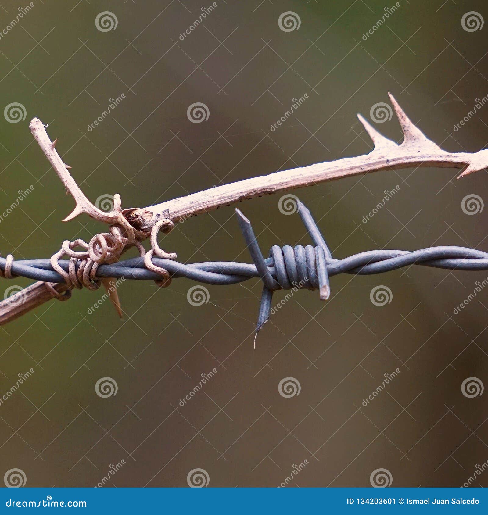 The Abandoned Broken Barbed Wire Stock Image - Image of outdoors ...