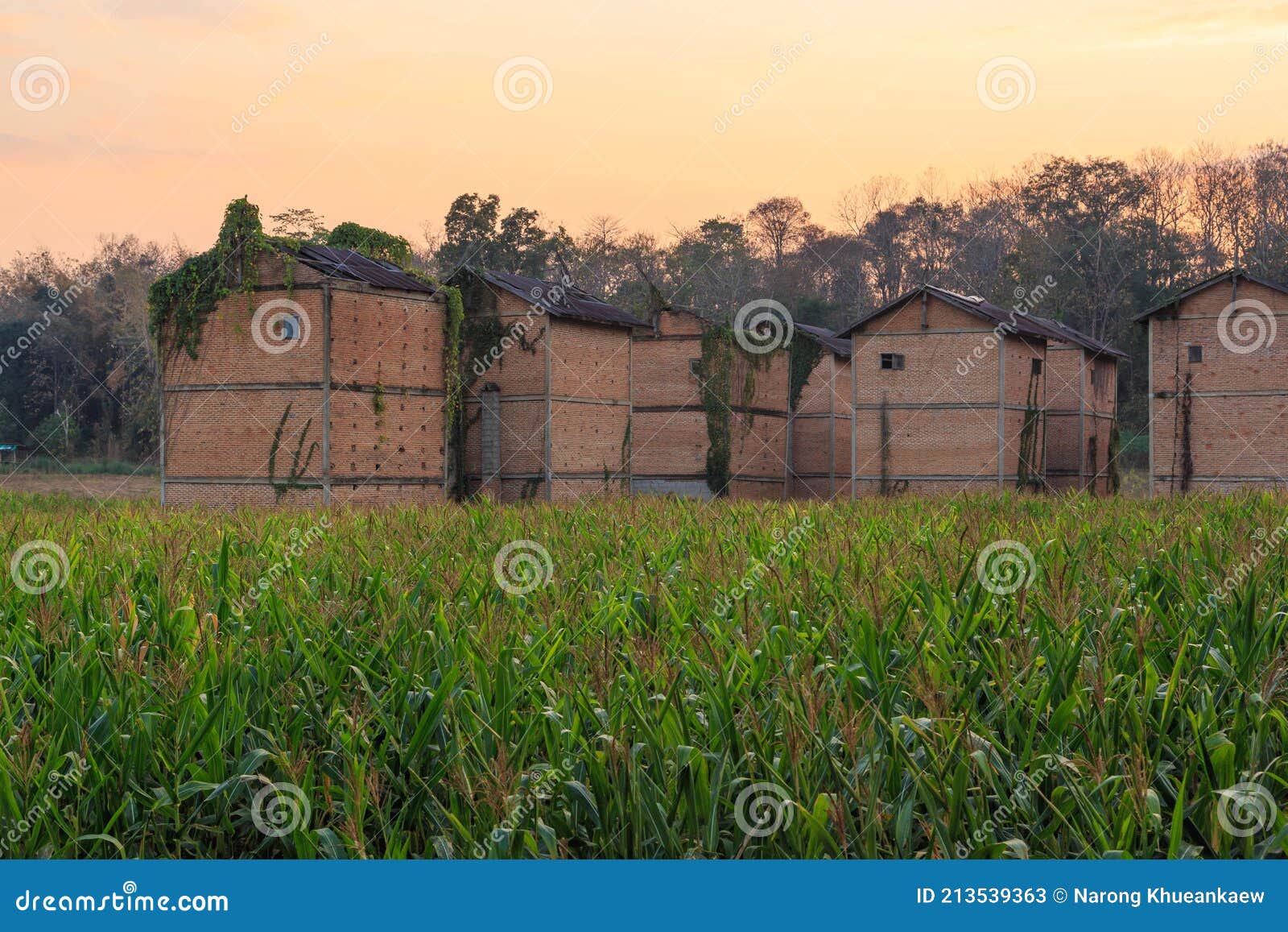 .Abandoned Buildings on a Corn Field Stock Image - Image of building ...