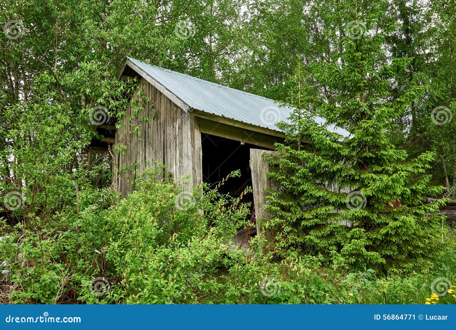 Abandoned Cabin in the Woods Stock Image - Image of background, beauty ...