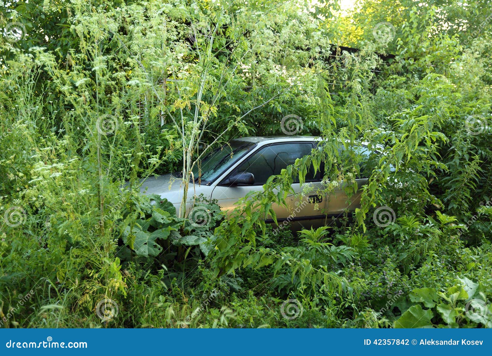Abandoned car stock photo. Image of obsolete, automobile - 42357842