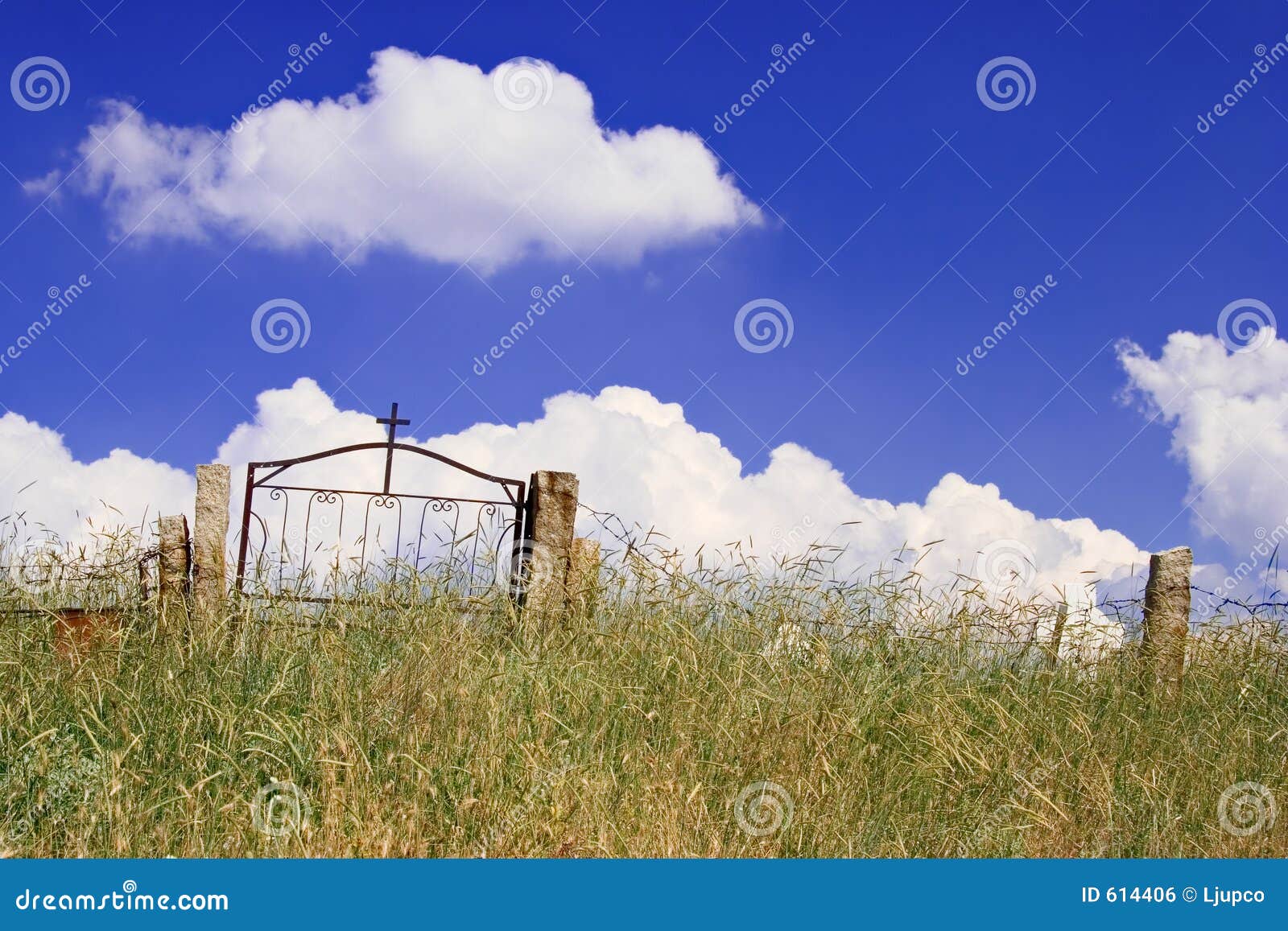 111 Graveyard Weed Photos - Free & Royalty-Free Stock Photos from ...