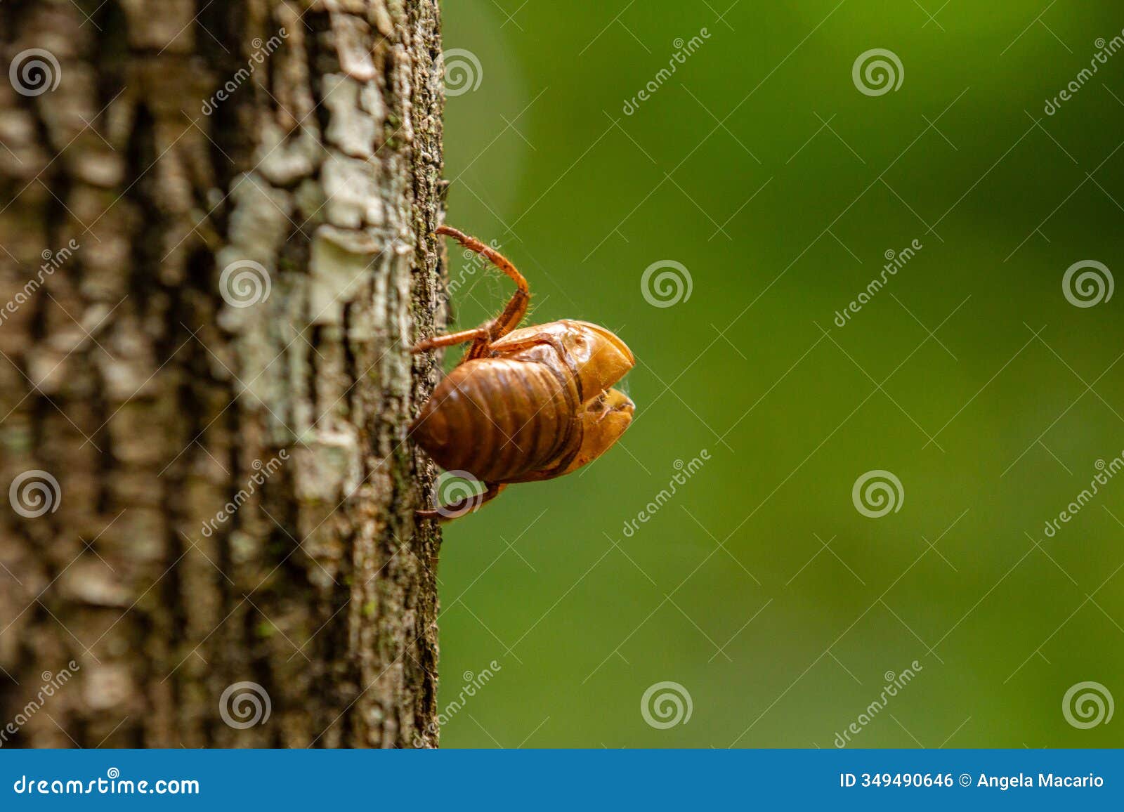 Abandoned Cicada Shell. Image Of An Insect Shell Exoskeleton. Royalty ...