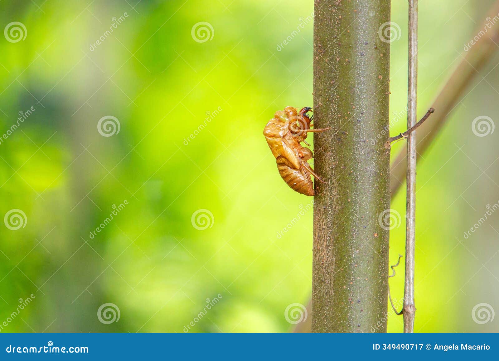 Abandoned Cicada Shell. Image Of An Insect Shell Exoskeleton. Royalty ...