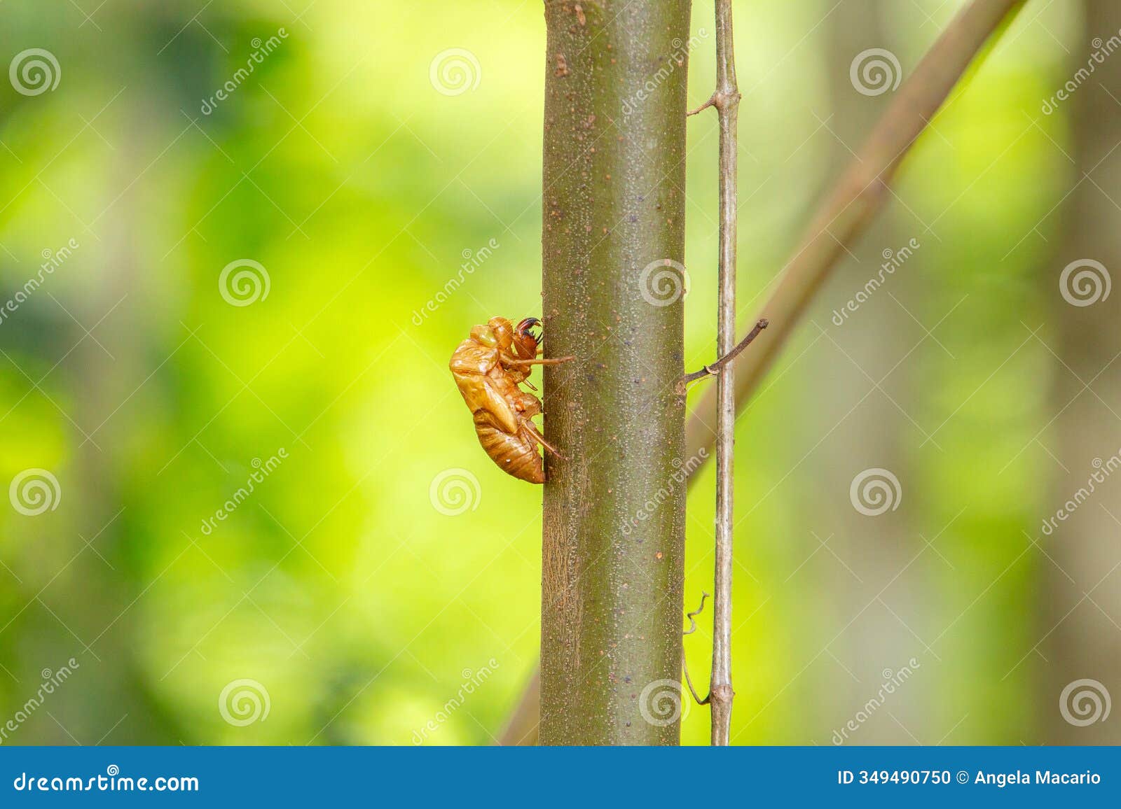 Abandoned Cicada Shell. Image Of An Insect Shell Exoskeleton. Royalty ...