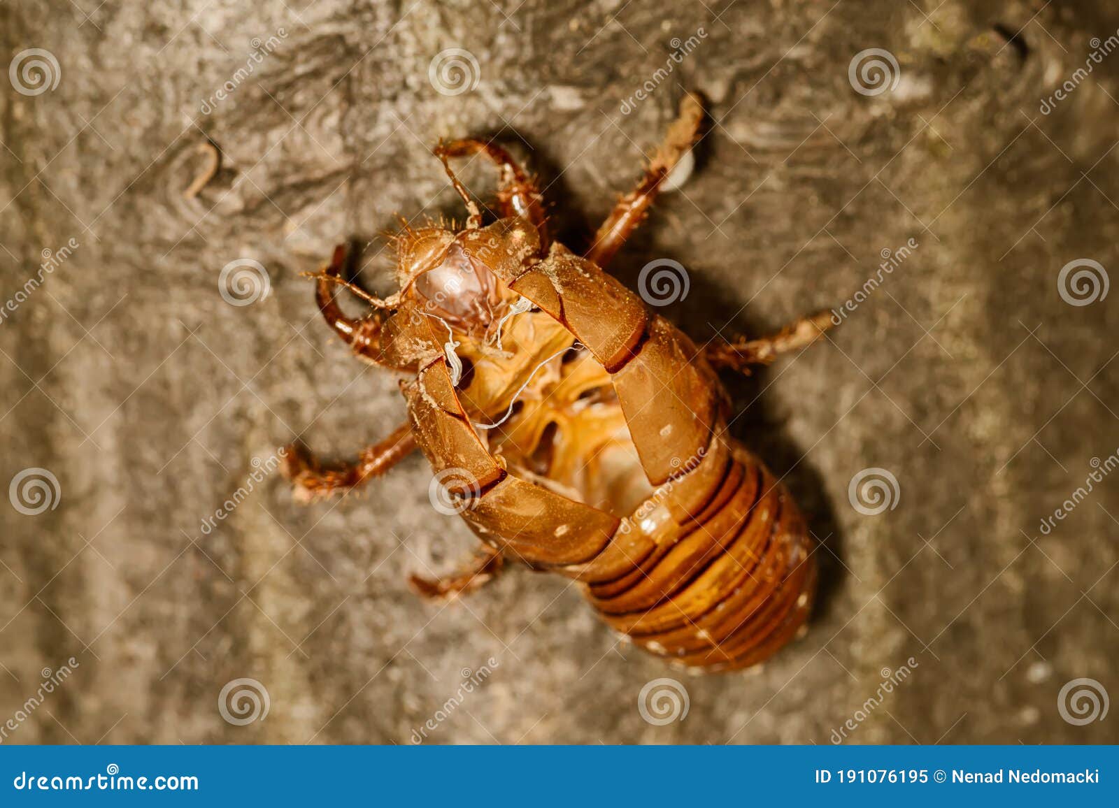 Abandoned Cicada Shell. Image Of An Insect Shell Exoskeleton ...