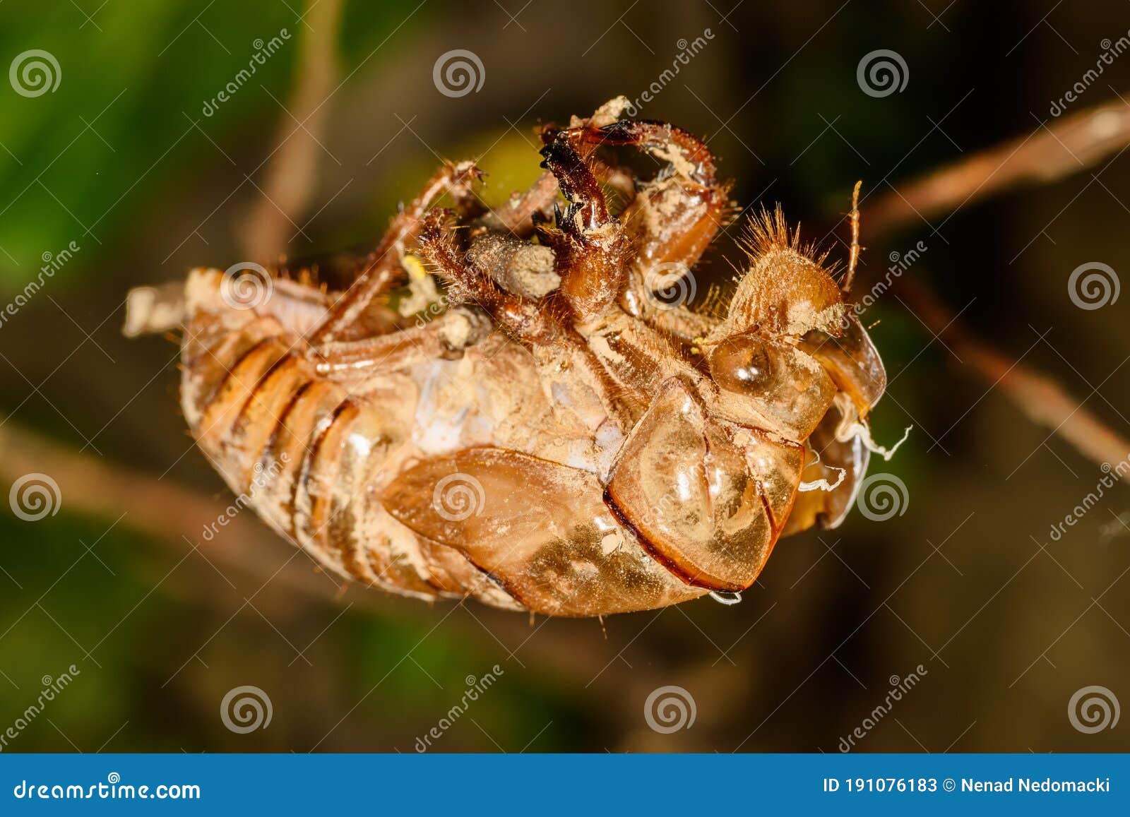 Insect With Stained-glass Window In Wings Royalty-Free Stock ...