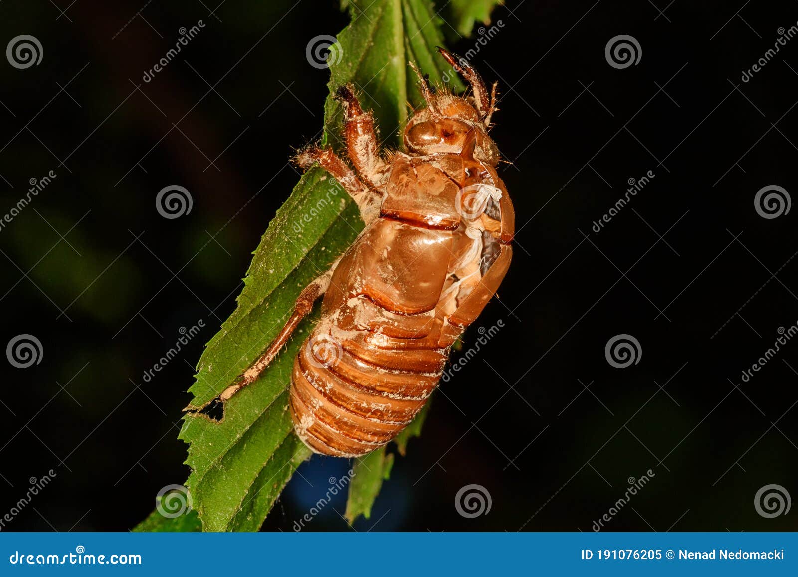 Abandoned Cicada Shell. Image of an Insect Shell Exoskeleton. Stock ...