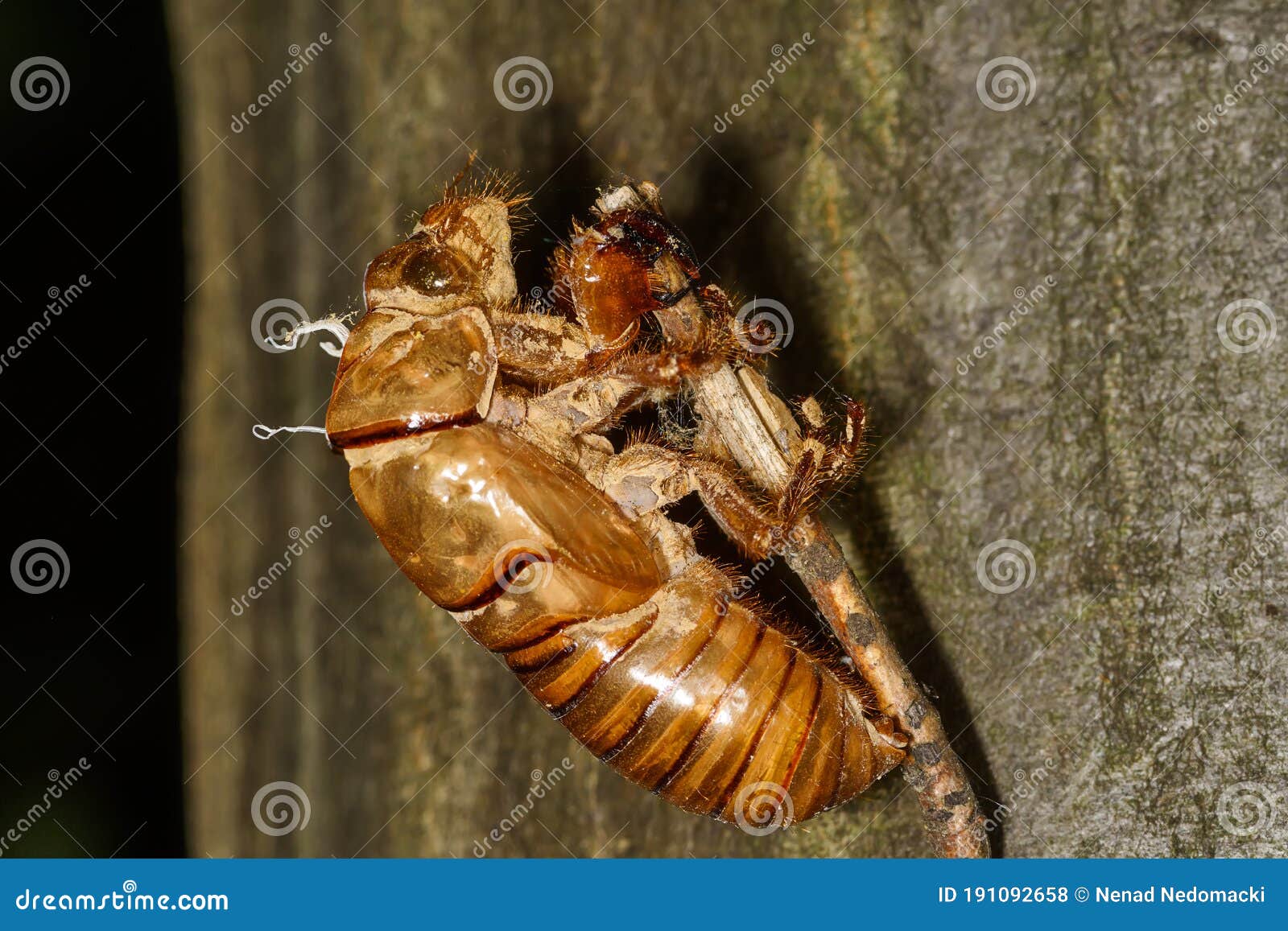 Abandoned Cicada Shell. Image of an Insect Shell Exoskeleton. Stock ...