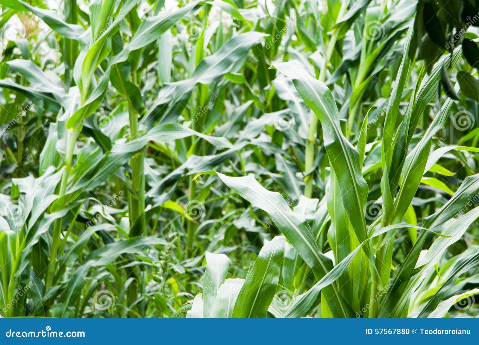 Abandoned corn plantation stock photo. Image of plant - 57567880