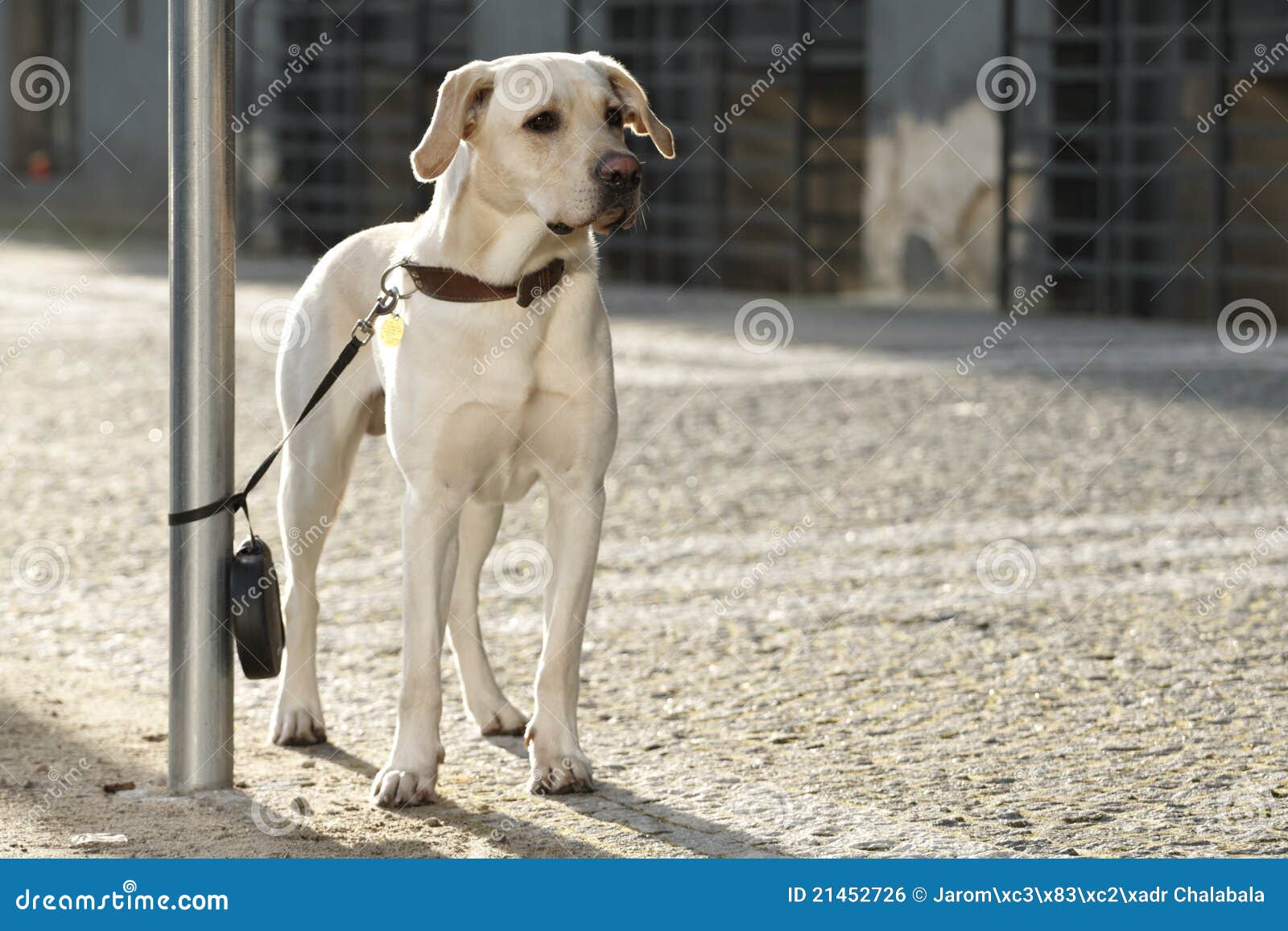 Abandoned dog stock photo. Image of labrador, column - 21452726