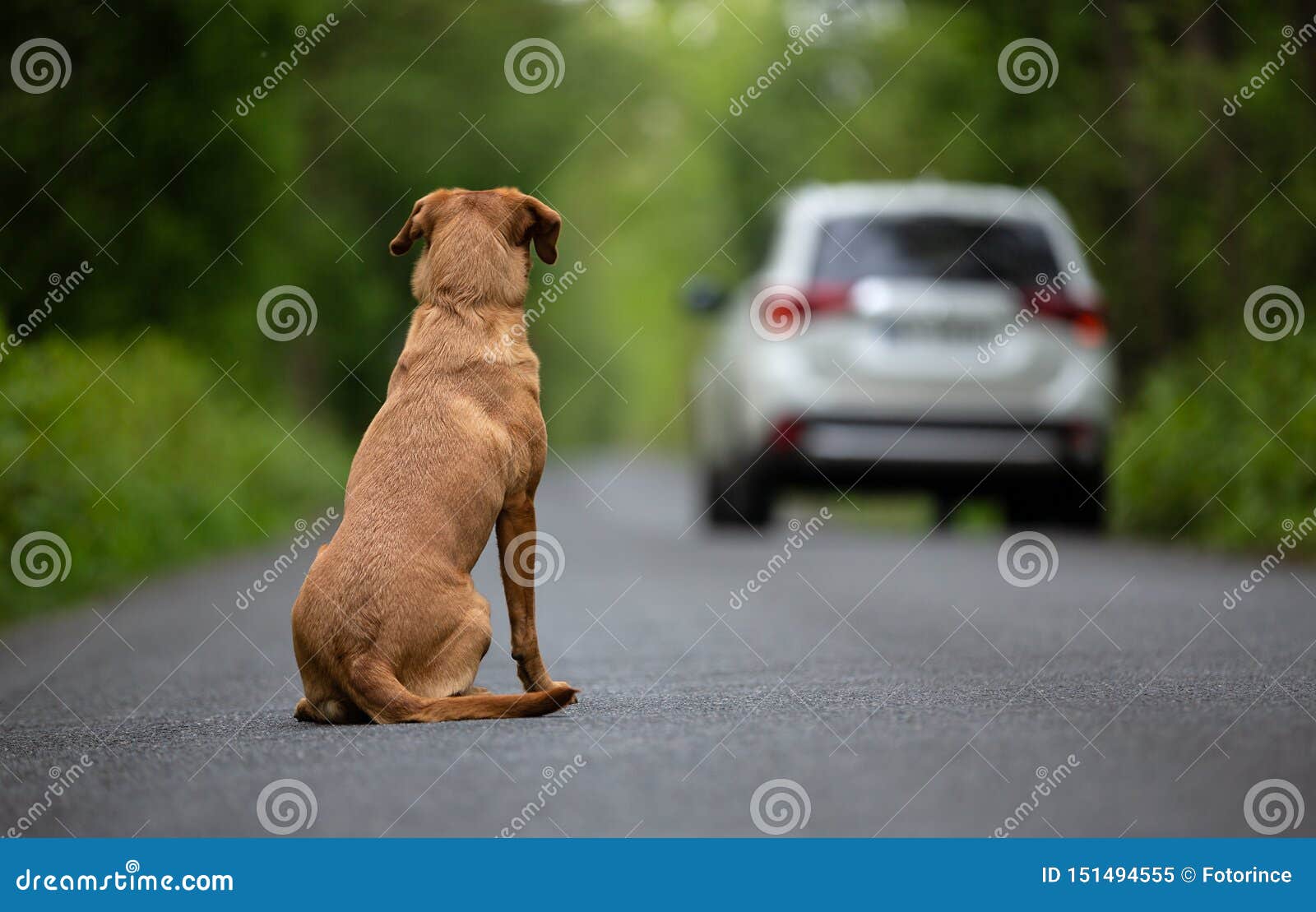 Abandoned dog on the road stock image. Image of stray - 151494555