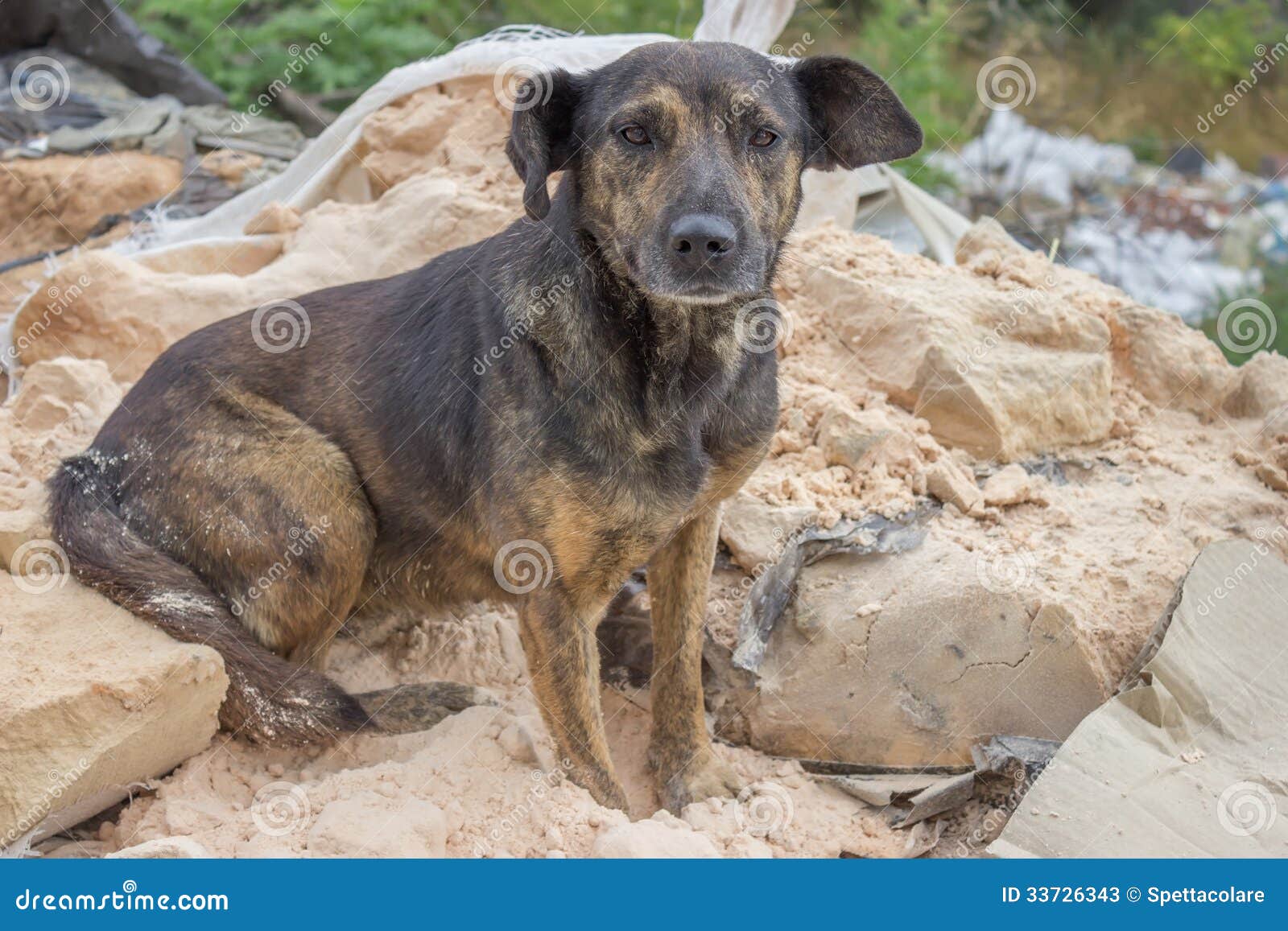 Abandoned dog 2 stock image. Image of beige, black, epidemic - 33726343