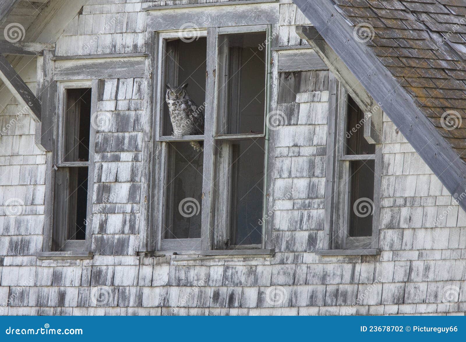 Abandoned Farm with owl stock photo. Image of bird, beak - 23678702