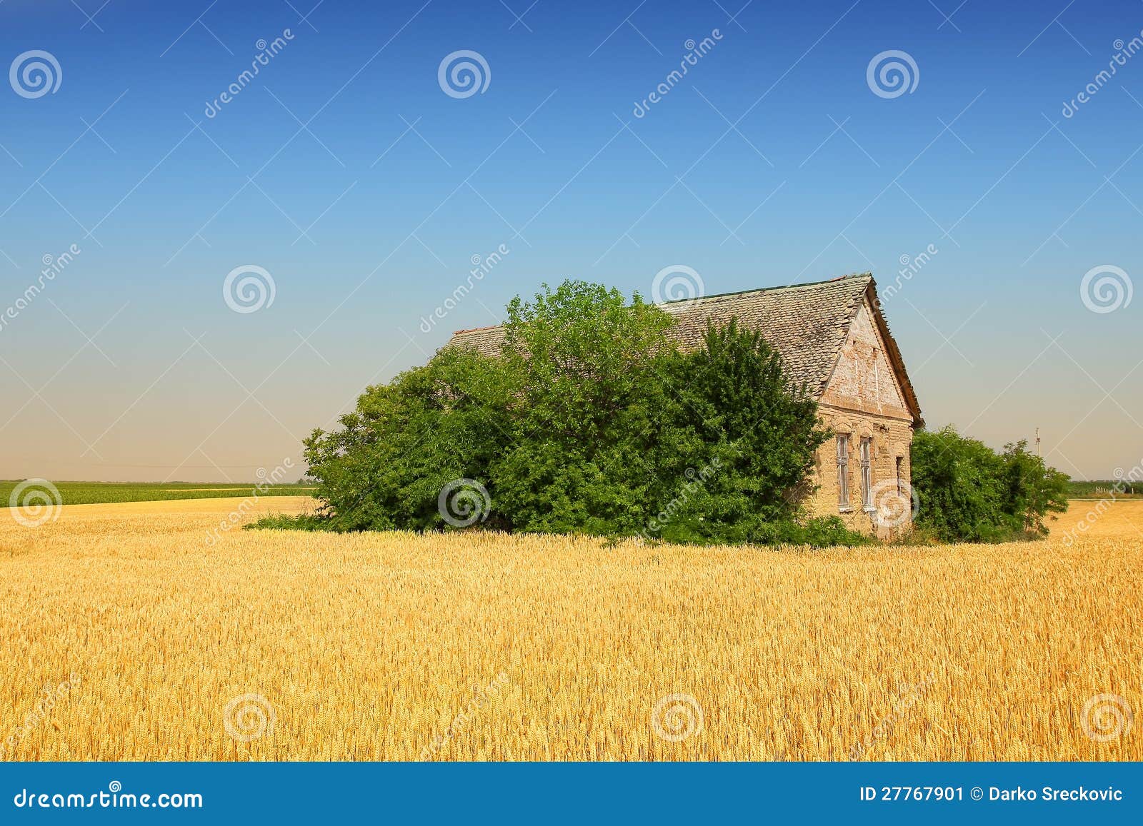 Abandoned Farm in Wheat Field Stock Image - Image of field, crop: 27767901