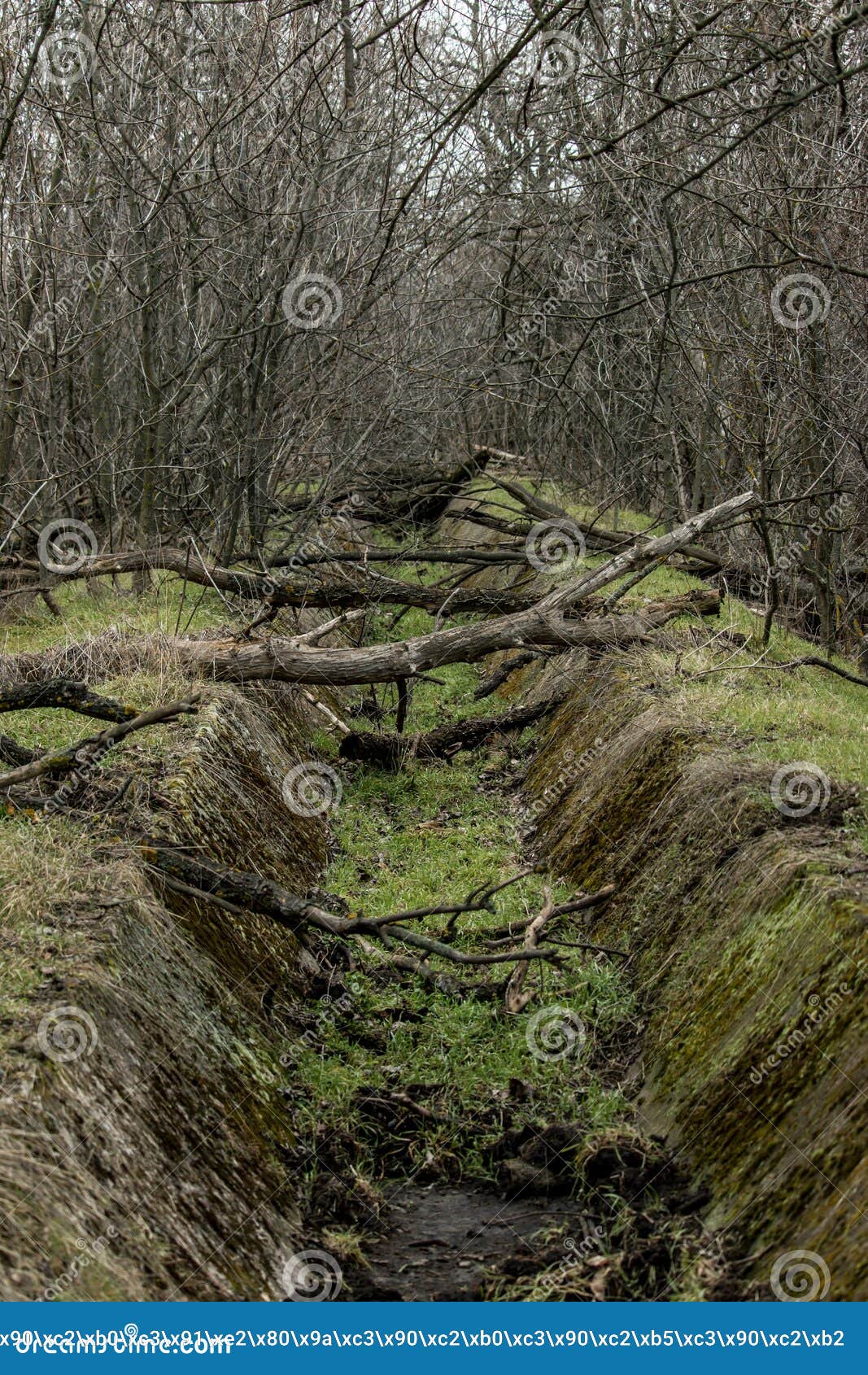 Trench stock image. Image of ditch, abandoned, tranquil - 124289765