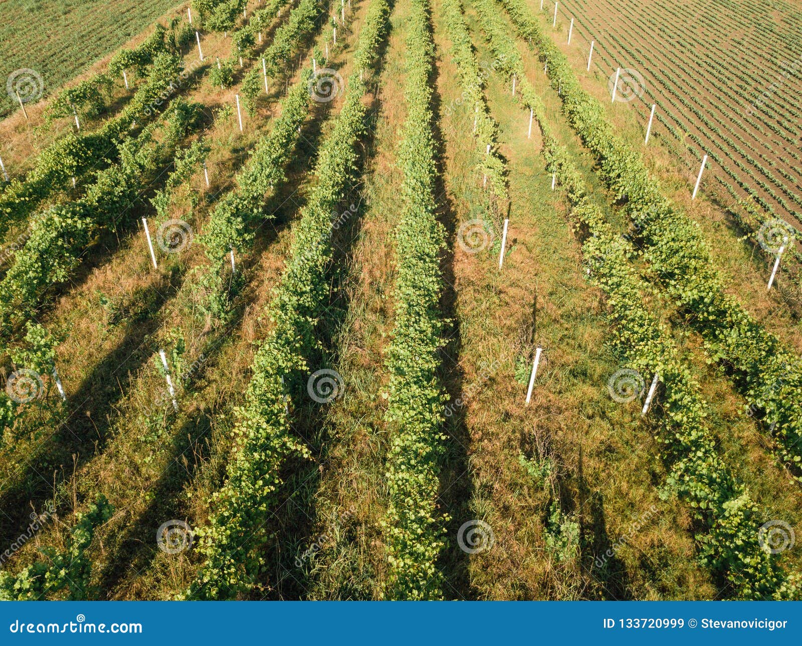 Abandoned Grapevine Vineyard Aerial View Stock Image - Image of field ...