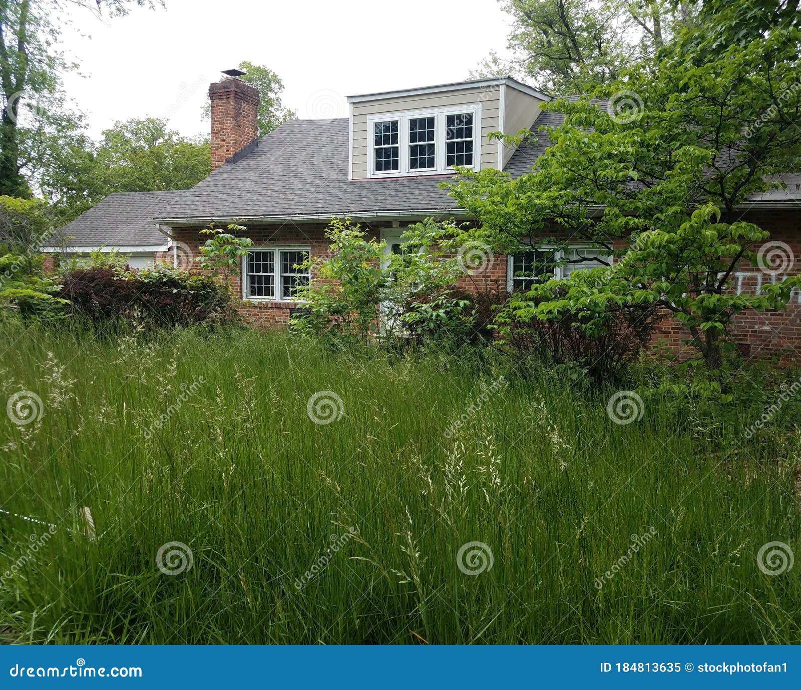 Abandoned House or Ruins with Tall Grass Stock Image - Image of plants ...