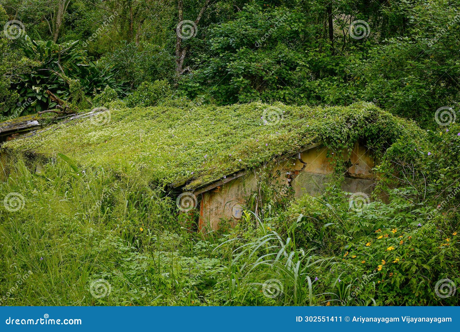 An Abandoned House Surrounded by Grass Stock Image - Image of grass ...