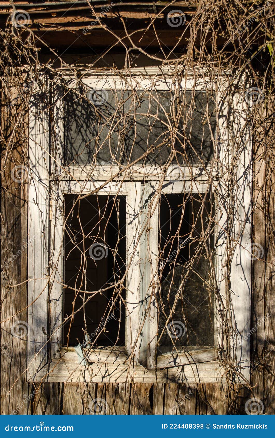 Abandoned House Windows Overgrown with Creepers Stock Photo - Image of ...