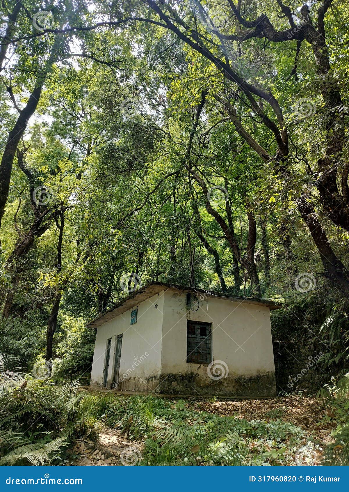 Abandoned Hut in the Forest Stock Photo - Image of trees, jungle: 317960820