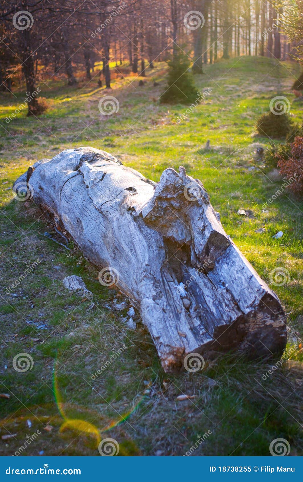 Abandoned Log in the Forest Stock Image - Image of heap, leaf: 18738255