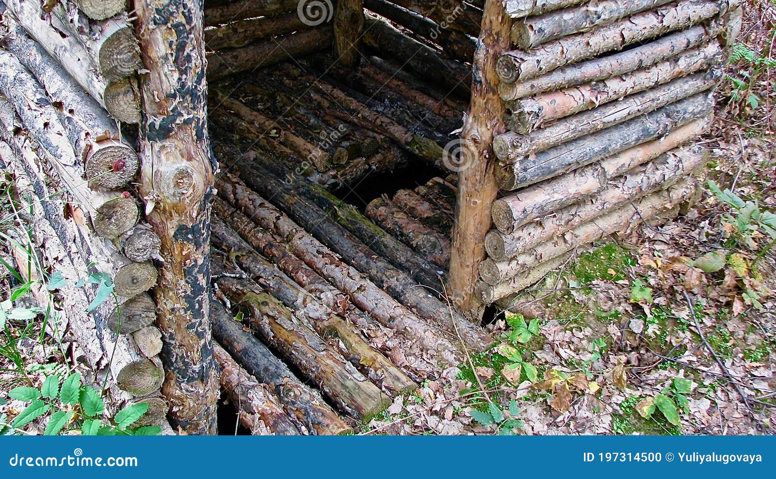 Abandoned Log Fortifications in a Birch Forest Stock Photo - Image of ...
