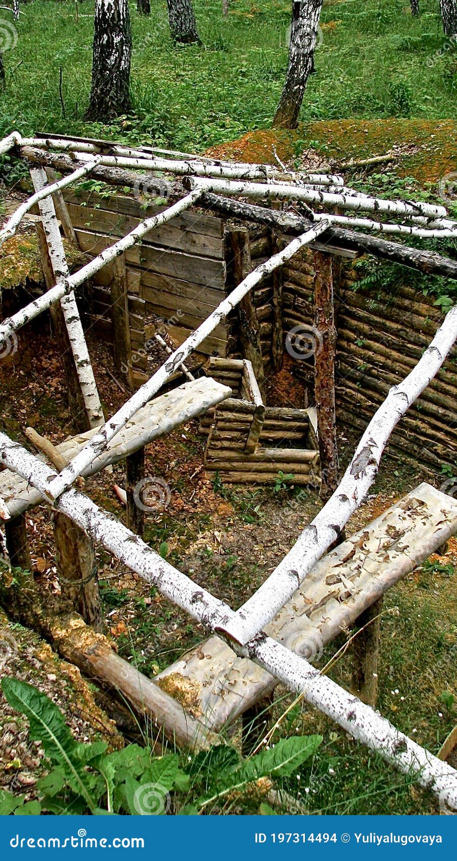Abandoned Log Fortifications in a Birch Forest Stock Photo - Image of ...