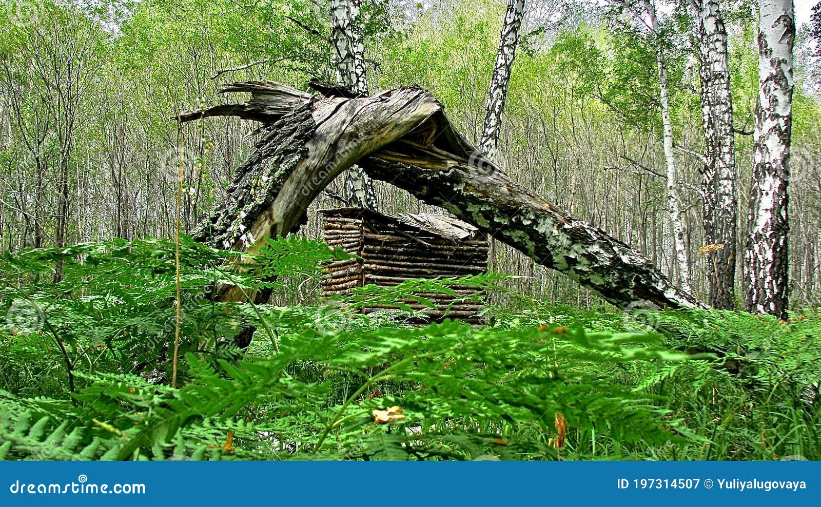 Abandoned Log Fortifications in a Birch Forest Stock Image - Image of ...